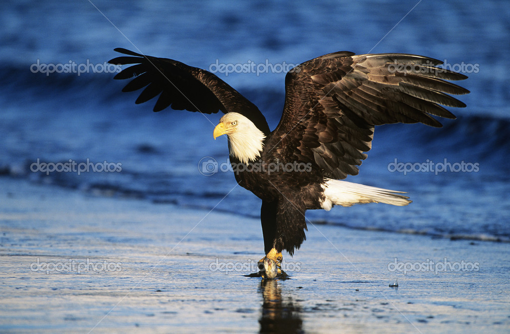 Eagle Catching Fish Wallpaper