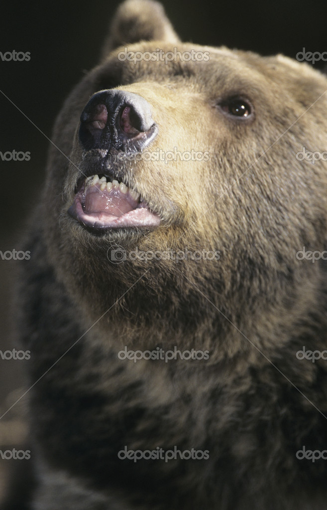 Grizzly bear roaring — Stock Photo © londondeposit #33865647