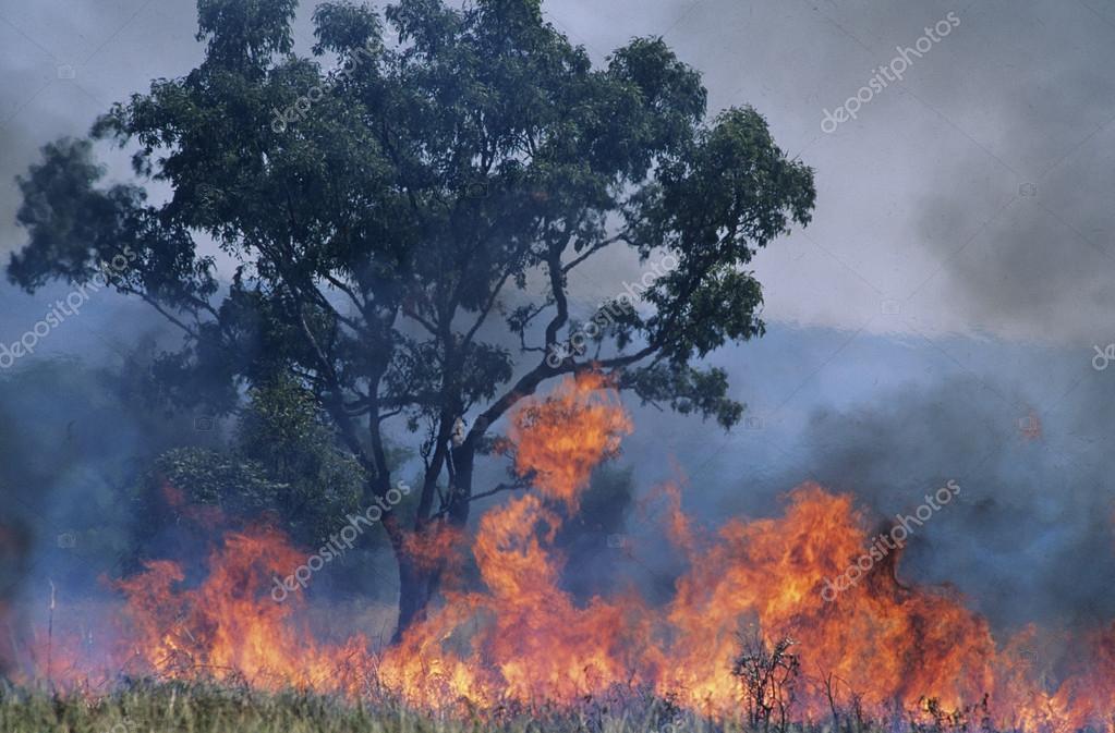 Australia Bush fire Stock Photo by ©londondeposit 33869273