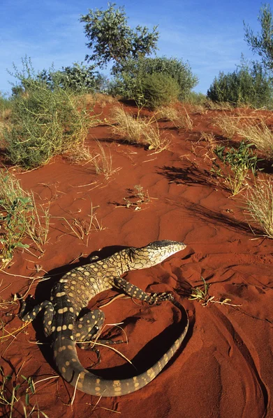 Goanna australia Stock Photos, Royalty Free Goanna australia Images ...