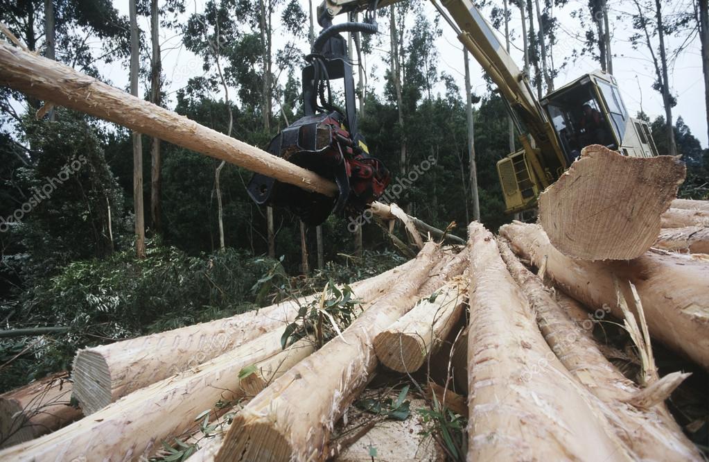 deforestación para astillado de madera en plantación 2023