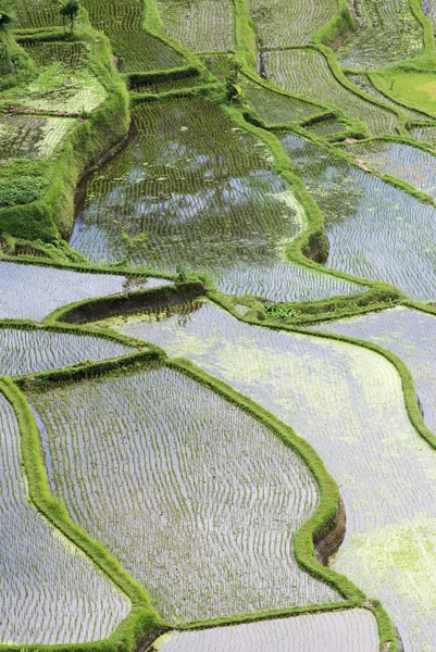 Stunning aerial views of rice paddies Stock Photos, Royalty Free ...