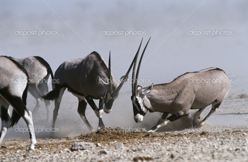 Gemsbok Fighting