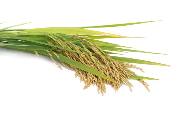 Rice Stock Photos, Royalty Free Rice Images | Depositphotos