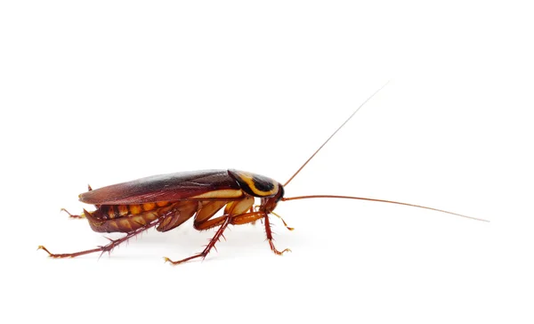 Close up cockroach, creepy, disgust, ugly insect in kitchen or house ...