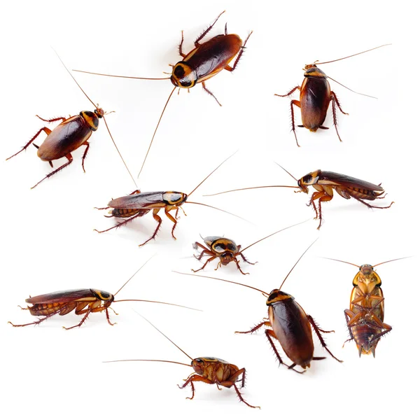 2,281 Cockroaches Stock Photos | Free & Royalty-free Cockroaches Images ...