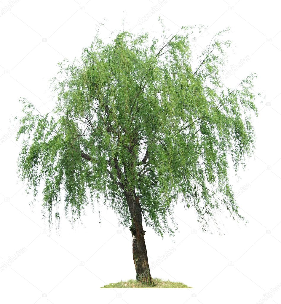 Willow tree Stock Photo by ©xjbxjhxm 22551305