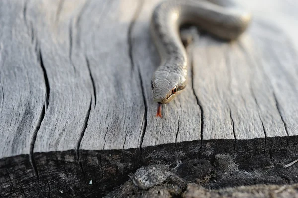 Snake on log Stock Photos, Royalty Free Snake on log Images | Depositphotos