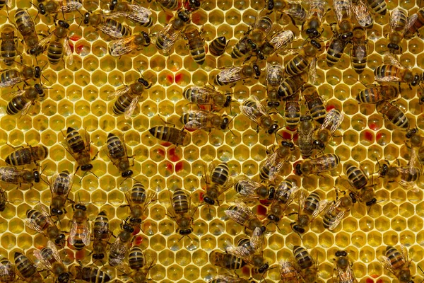 Human bees Stock Photos, Royalty Free Human bees Images | Depositphotos