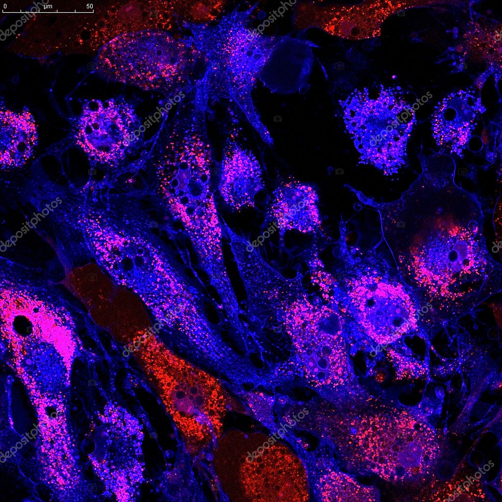 Mesenchymal stem cells labeled with fluorescent molecules Stock Photo ...