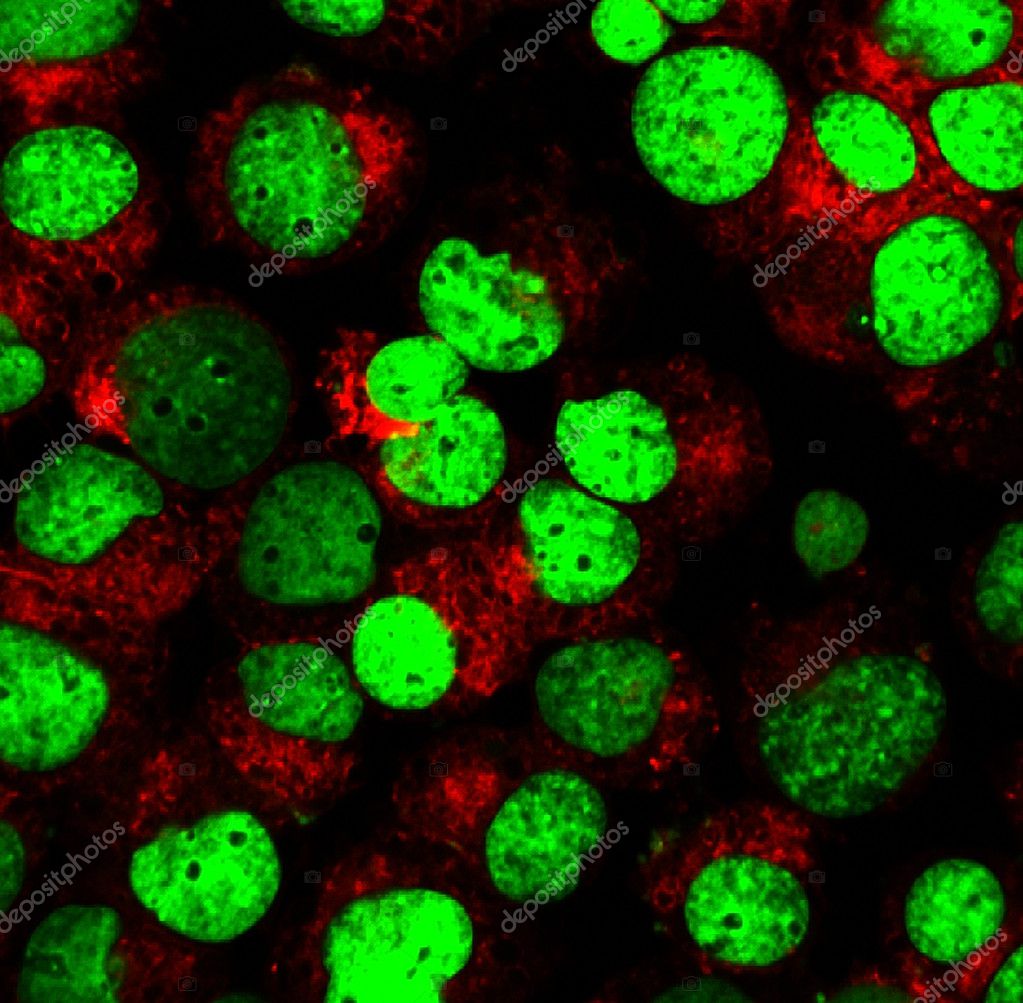 Blood cells labeled with fluorescent dyes Stock Photo by ©vshivkova ...