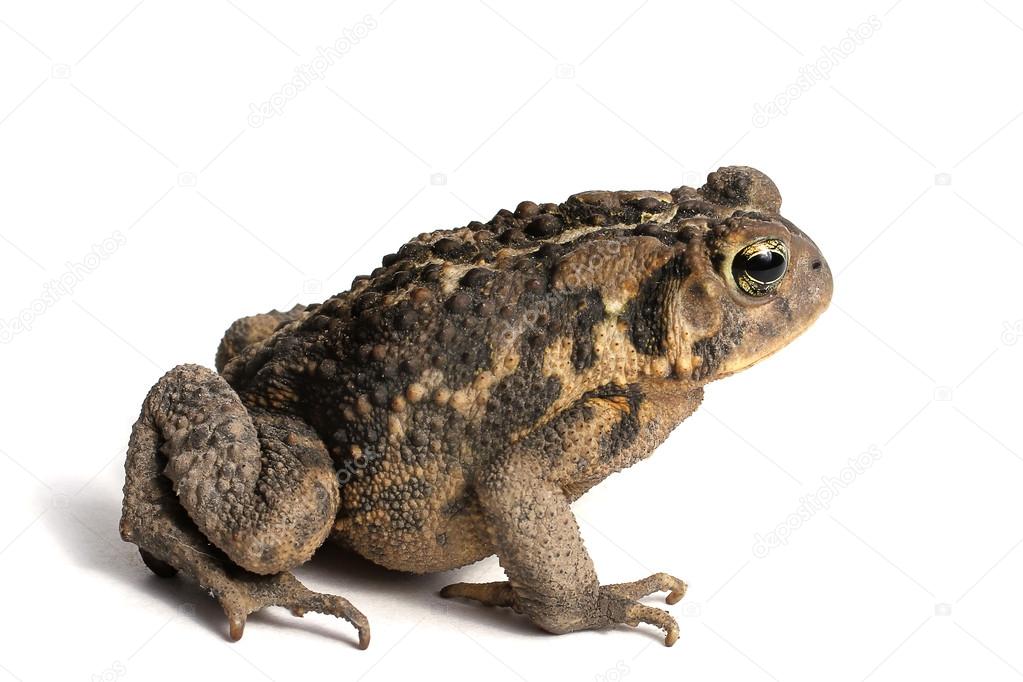 Toad White Background