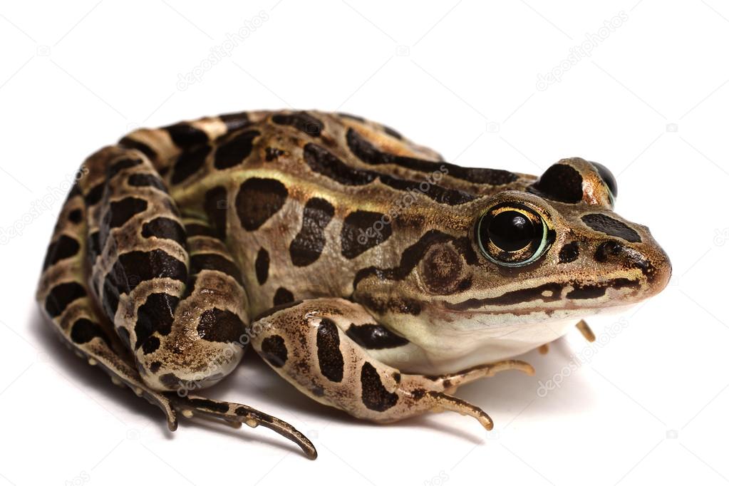 Pickerel Frog (Lithobates palustris) Stock Photo by ©Michieldewit 33144383