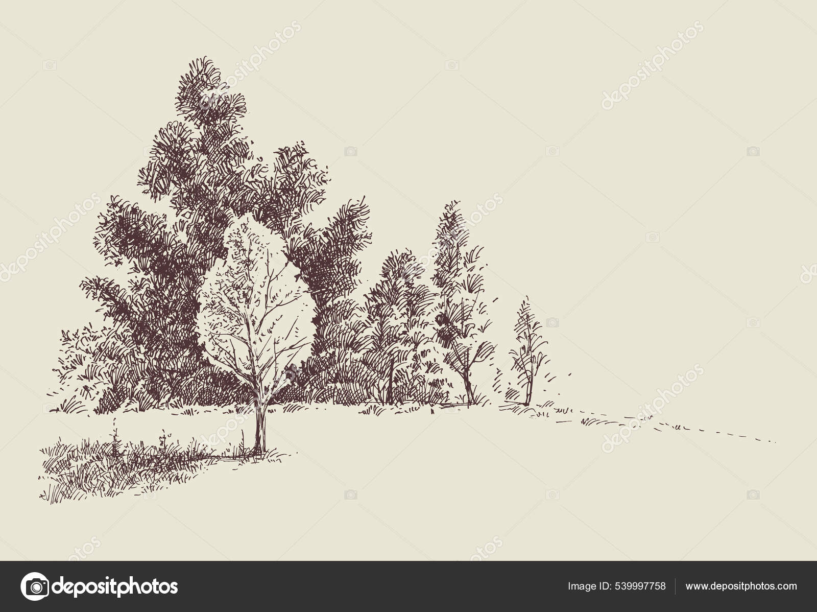 Forest Edge Sketch Beautiful Woodland Hand Drawing Nature Background ...