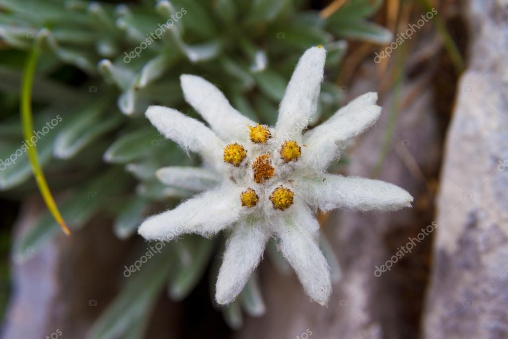 Edelweiss Stock Photo by ©jordan_rusev 40034973