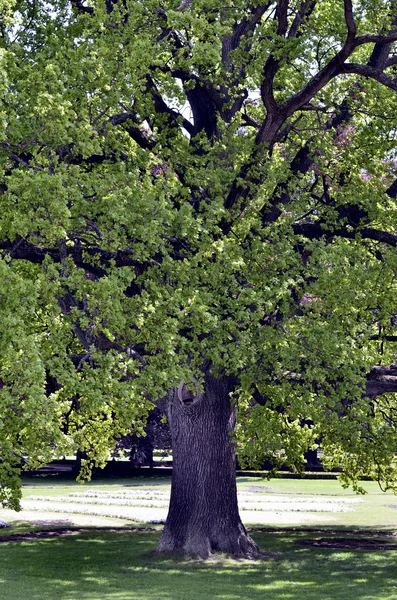 Pinchot tree Stock Photos, Royalty Free Pinchot tree Images | Depositphotos