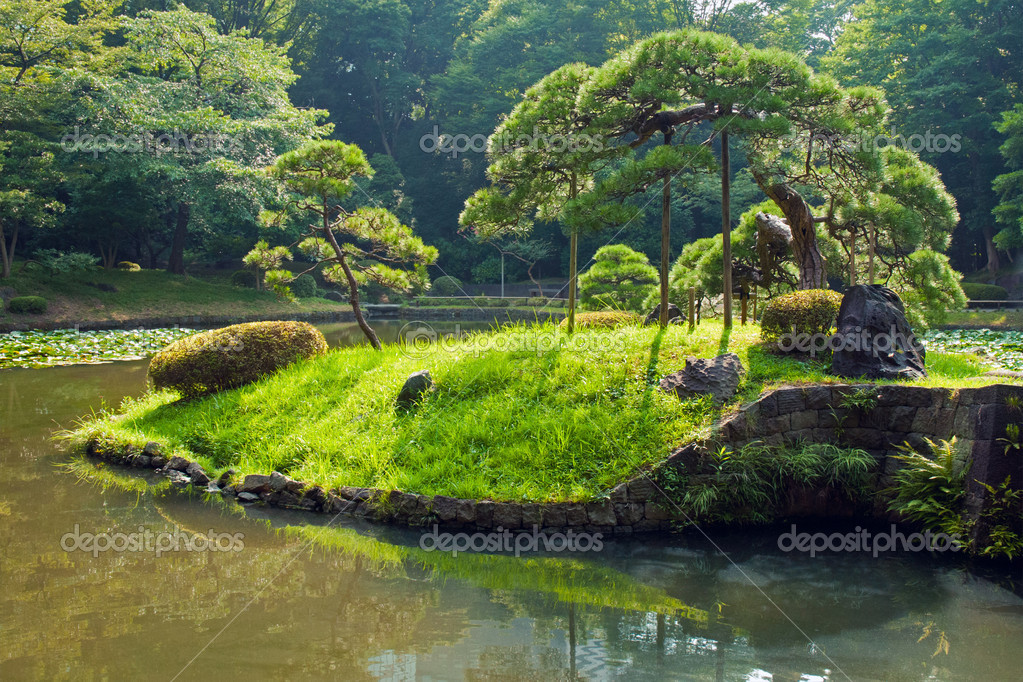 Pino japonés: fotografía de stock © yurizap #13720271 | Depositphotos