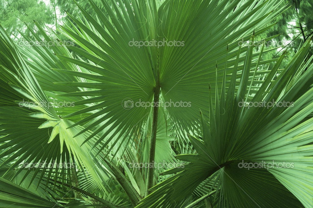 Tropical flora Stock Photo by ©yurizap 29420833