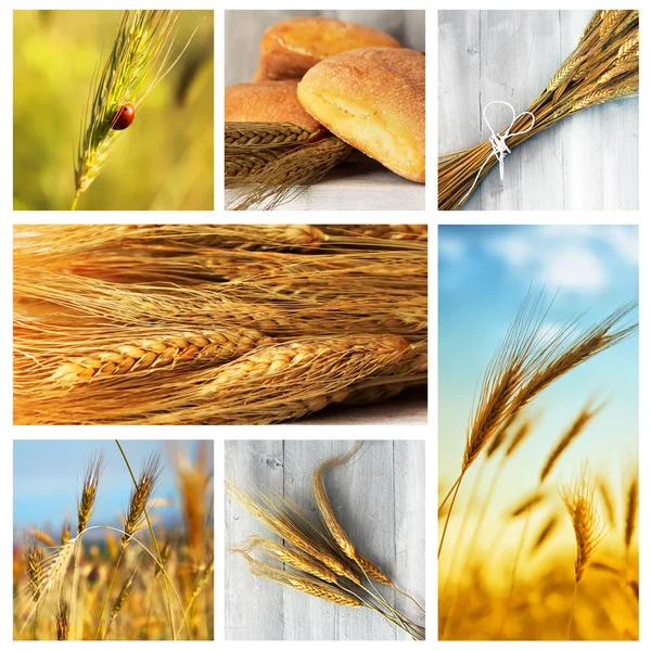 Wheat. Harvest Concepts. Cereal Collage Stock Photo by ©Subbotina 10688939