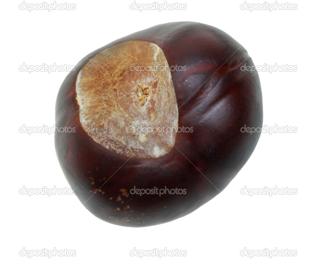 fruit marron sur fond blanc — Photographie samodelkin8 © #13511367