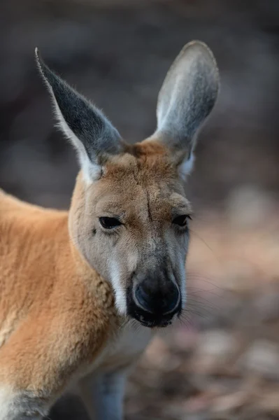 Big red kangaroo Stock Photos, Royalty Free Big red kangaroo Images ...