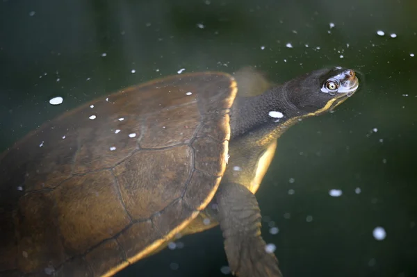 Murray river turtle Stock Photos & Royalty-Free Images | Depositphotos