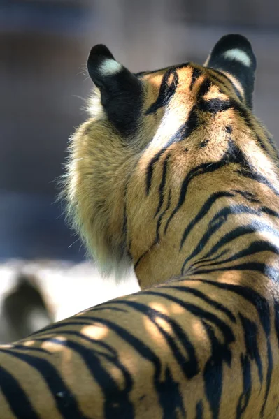 Tiger nose Stock Photos, Royalty Free Tiger nose Images | Depositphotos