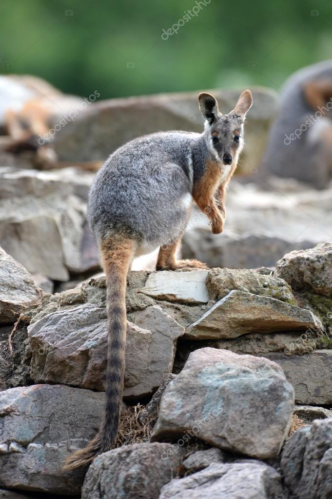 Rock Wallaby — Stock Photo © kitchbain #46181827