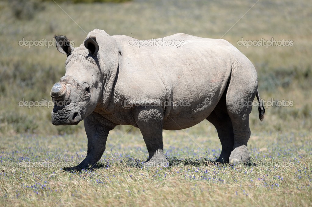 Rhino Stock Photo by ©kitchbain 47329685