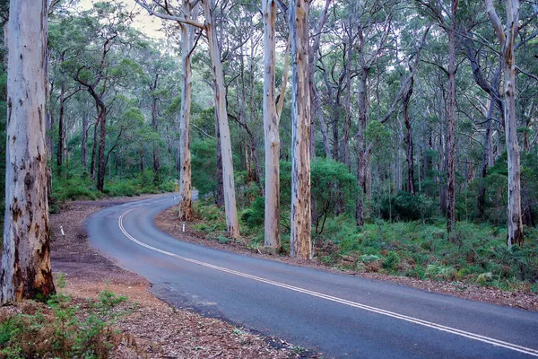 Photo Australian Native Bushland Background — Stock Photo © kitchbain ...