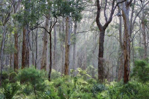 Photo Australian Native Bushland Background — Stock Photo © kitchbain ...