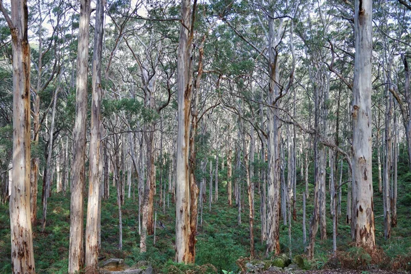 Australia gum trees Stock Photos, Royalty Free Australia gum trees ...