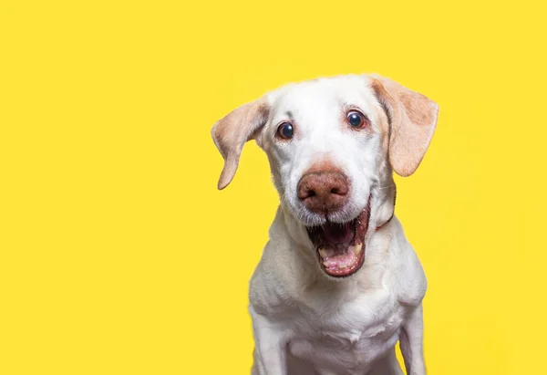 Yellow background dog Stock Photos, Royalty Free Yellow background dog ...