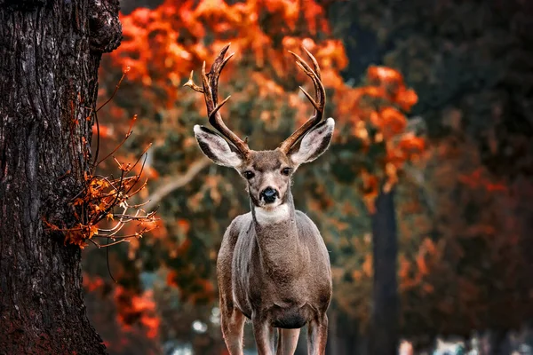 Deer wallpaper Stock Photos, Royalty Free Deer wallpaper Images ...
