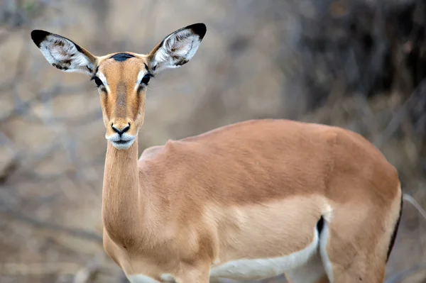 13,503 Impala Stock Photos, Images | Download Impala Pictures on ...