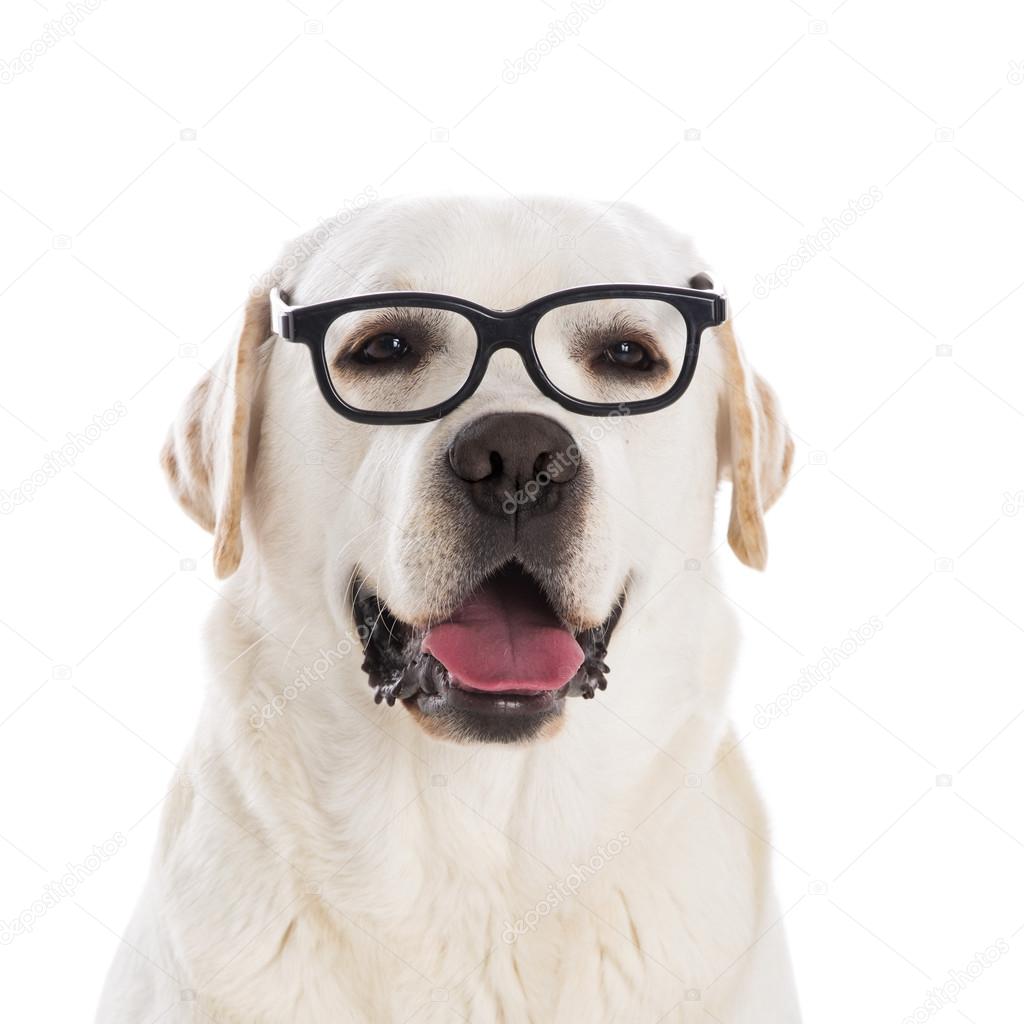 Nerd dog — Stock Photo © ikostudio #26728139