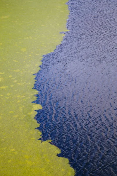 green algae floating on rippled water surface of the pond with ...