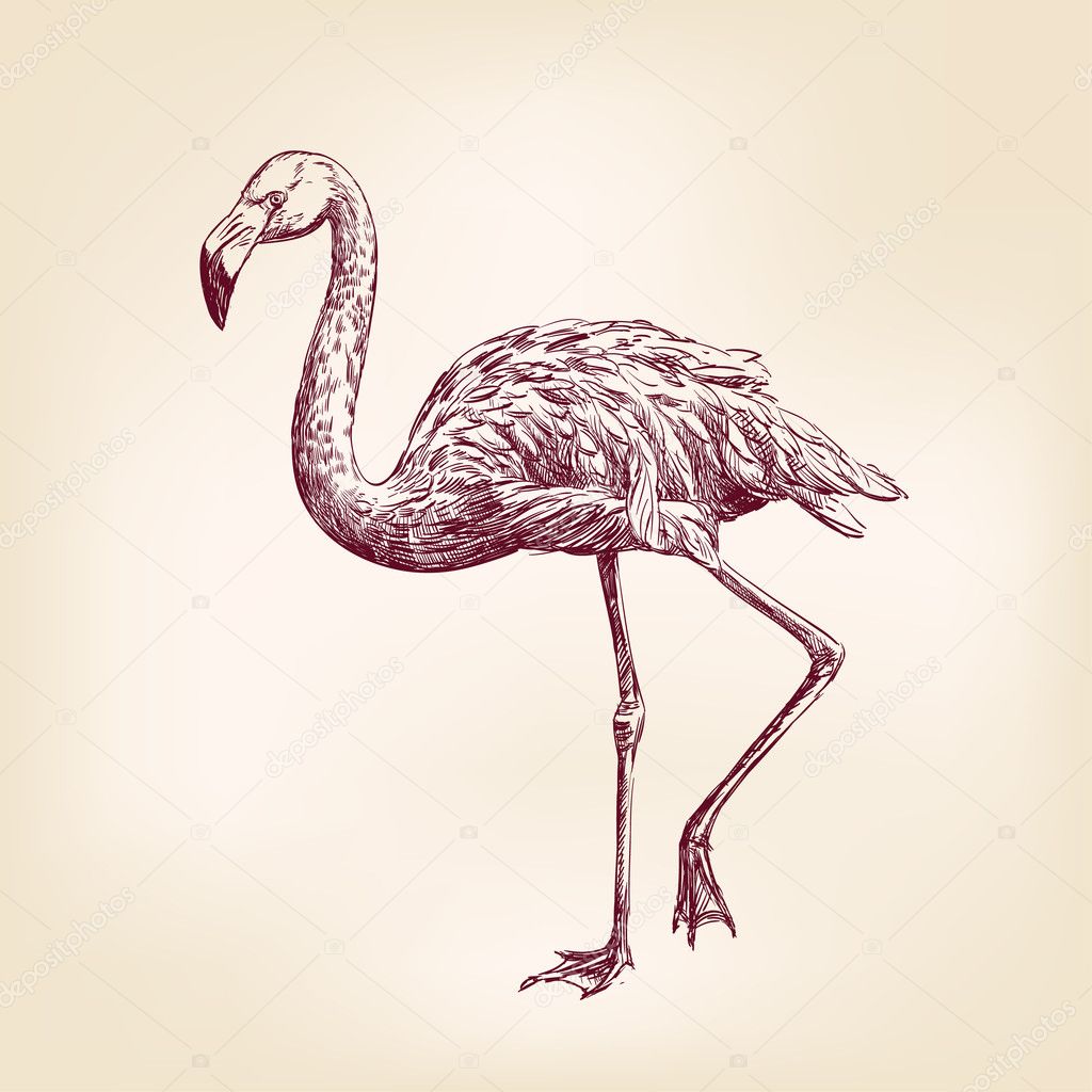 Flying Flamingo Drawing