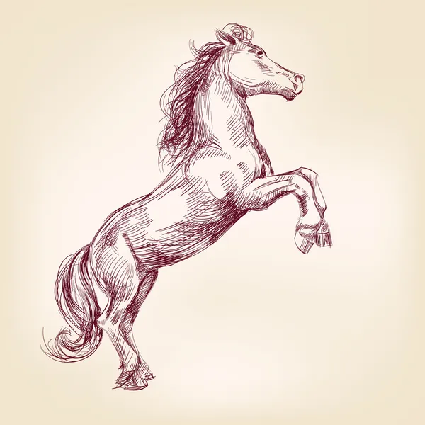 Ló rajz — Stock Vector #48880449