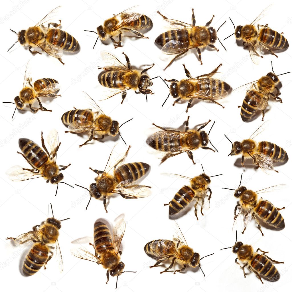 Bees collection Stock Photo by ©grafvision 13902491