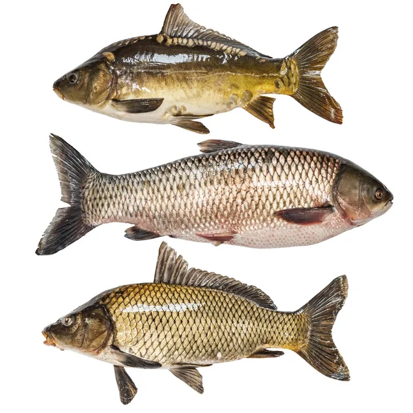 River fish Stock Photos, Royalty Free River fish Images | Depositphotos