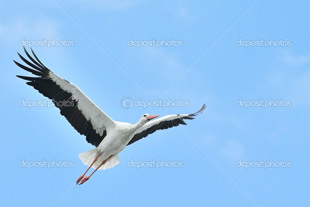 White stork flying on blue sky — Stock Photo © Serg64 #43214237