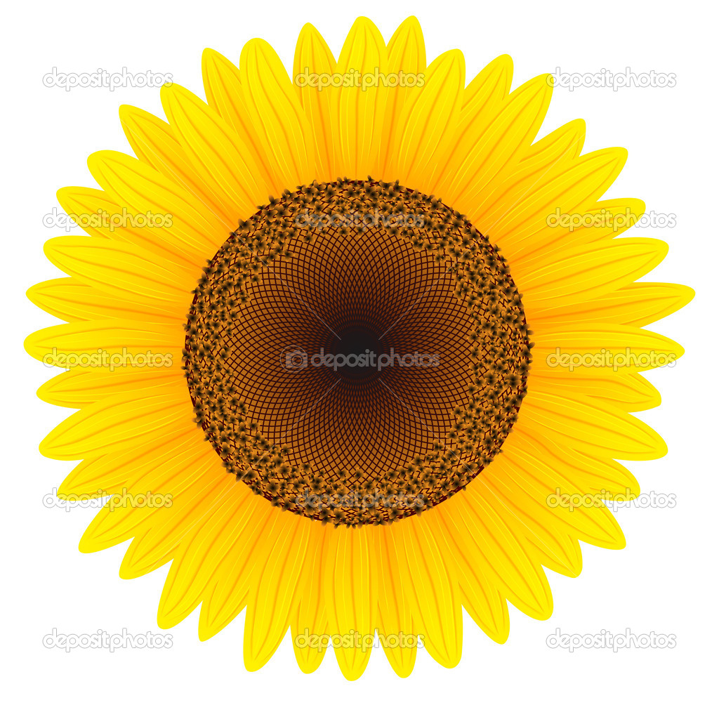 Girasol Vector de stock por ©DimkaSL 35266441