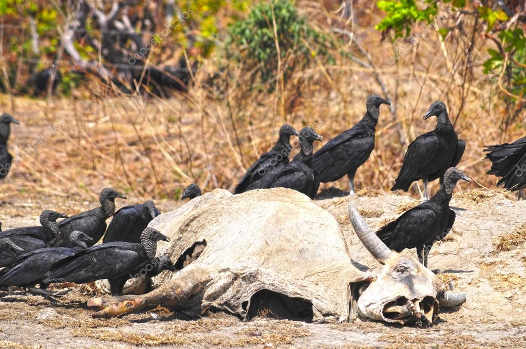 Vaca muerta: fotografía de stock © CraterValley #24995737 | Depositphotos