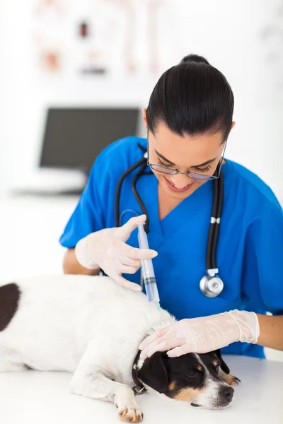 Veterinari Stock Photos, Royalty Free Veterinari Images | Depositphotos®