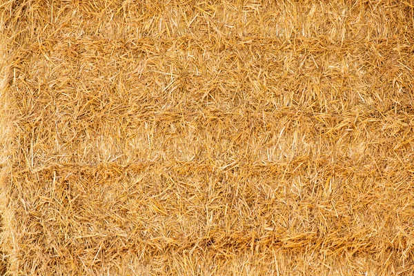 Hay Field Texture