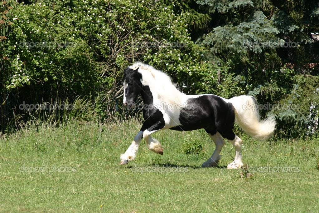 Irish Tinker Horse Stalion — Stock Photo © elliz1 #45362337
