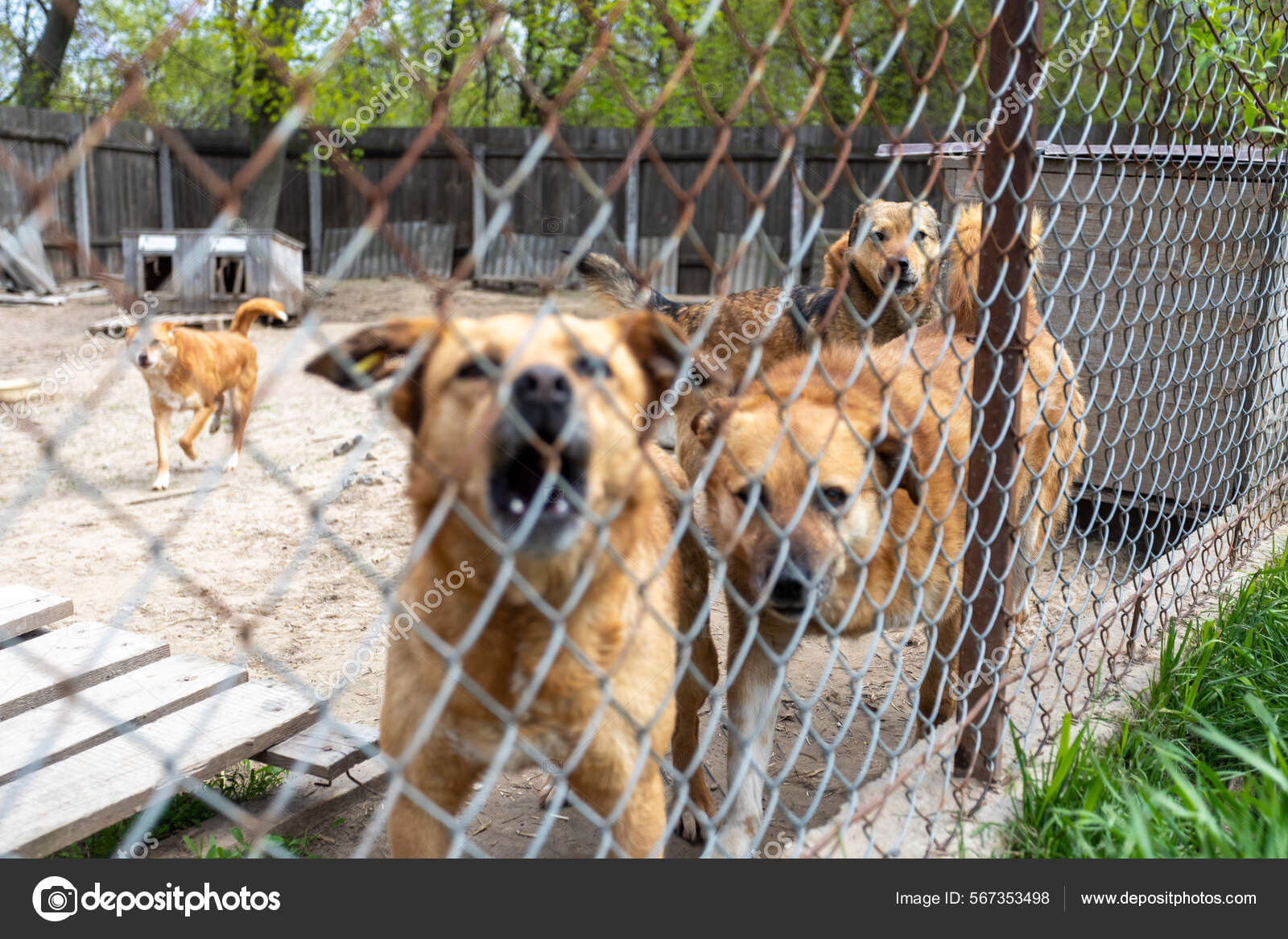 Shelter Dogs Collected Different Breeds Abandoned Some People Abandon ...
