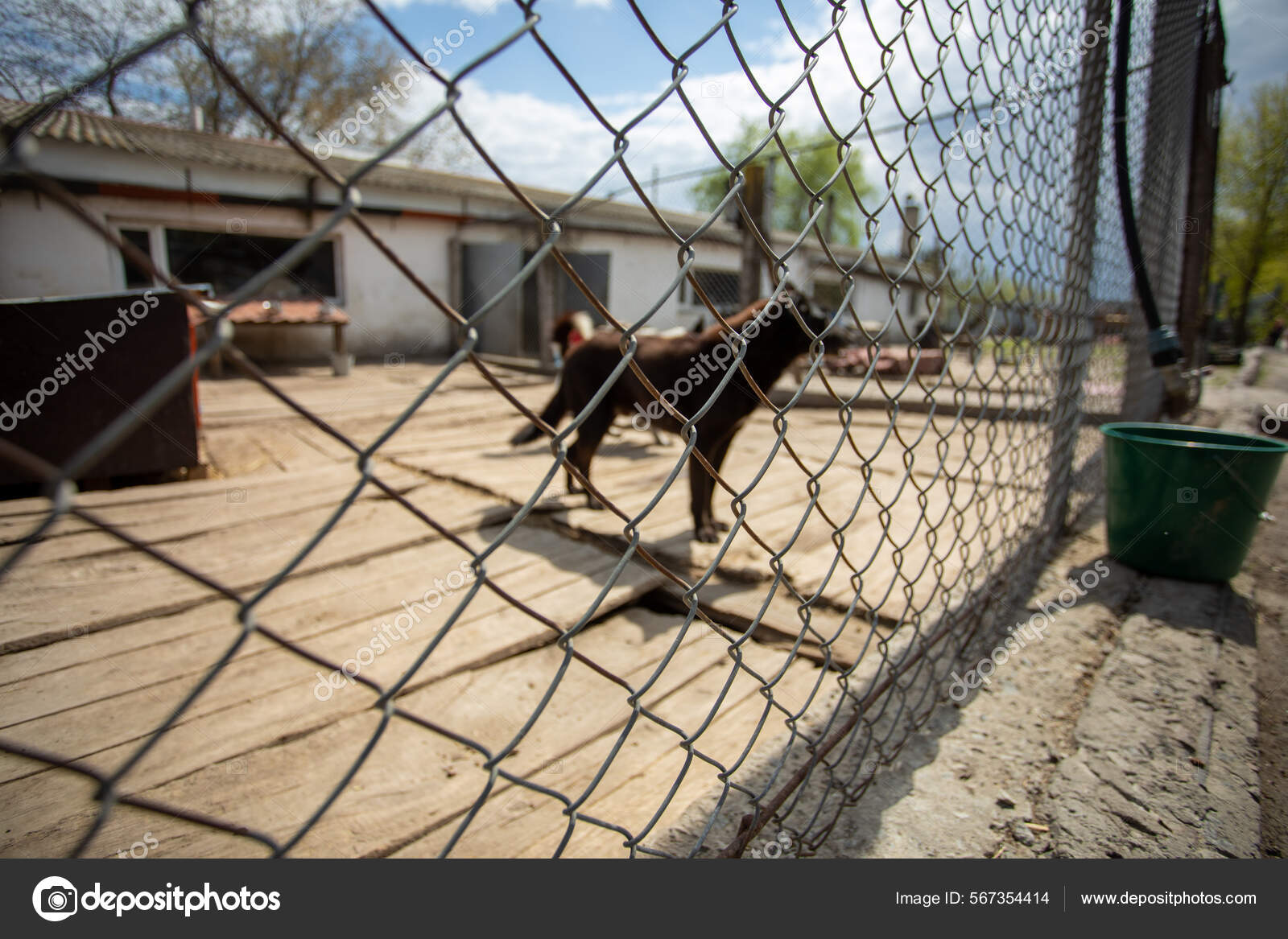 Shelter Dogs Collected Different Breeds Abandoned Some People Abandon ...