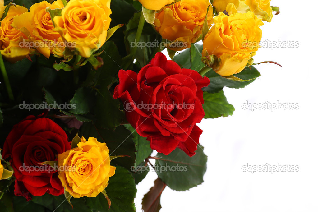 Yellow and red roses Stock Photo by ©Rawlik 31843451